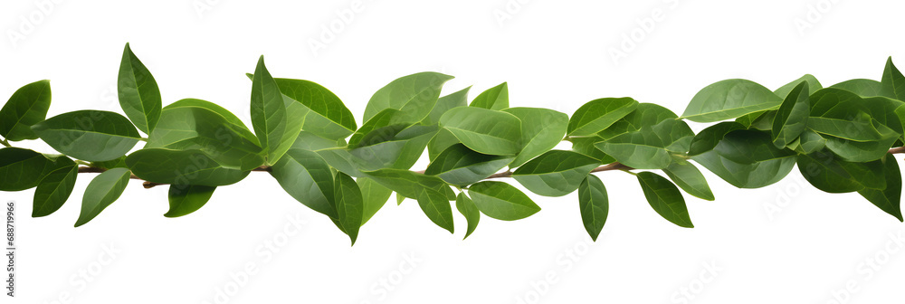 green leaves border isolated on transparent background - design element ...