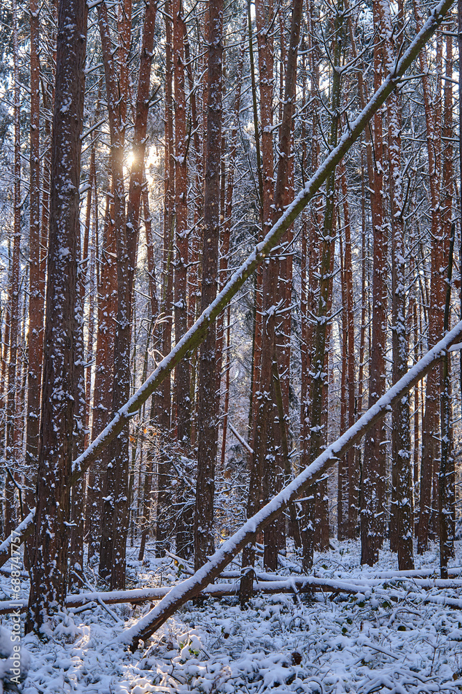 desktop wallpaper, phone wallpaper, nature Stock Photo | Adobe Stock