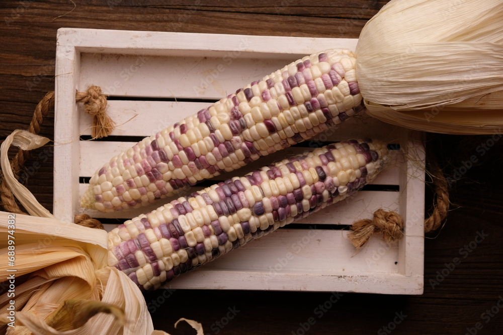 gem corn rainbow. rainbow corn with striking seed colors. Corn is one ...