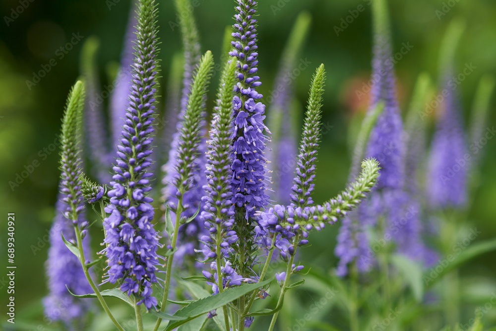 Blue spike-like inflorescences of veronica with yellow stamens. Macro ...