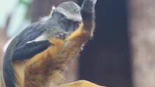 Guenon Monkey Free Stock Photo - Public Domain Pictures