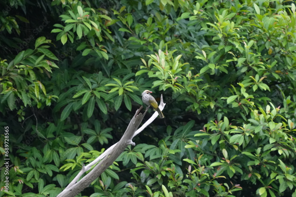 The Straw-headed Bulbul, scientifically known as Pycnonotus zeylanicus ...