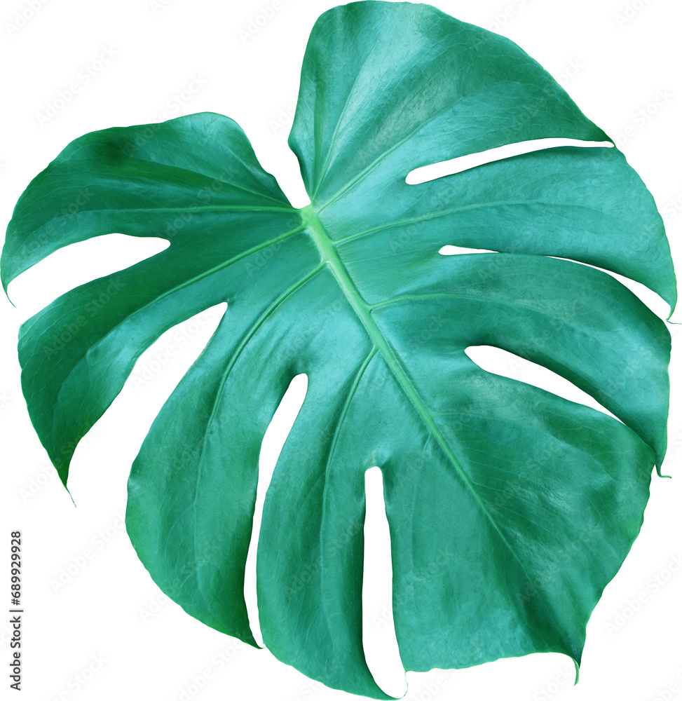 tropical jungle monstera leaves , Swiss Cheese leaf tree isolated on ...