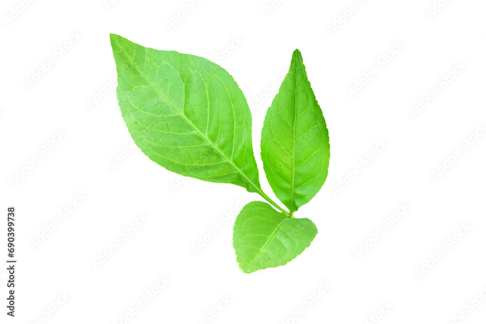 indian holy plant bael leaves commonly known in india as bael patra ...
