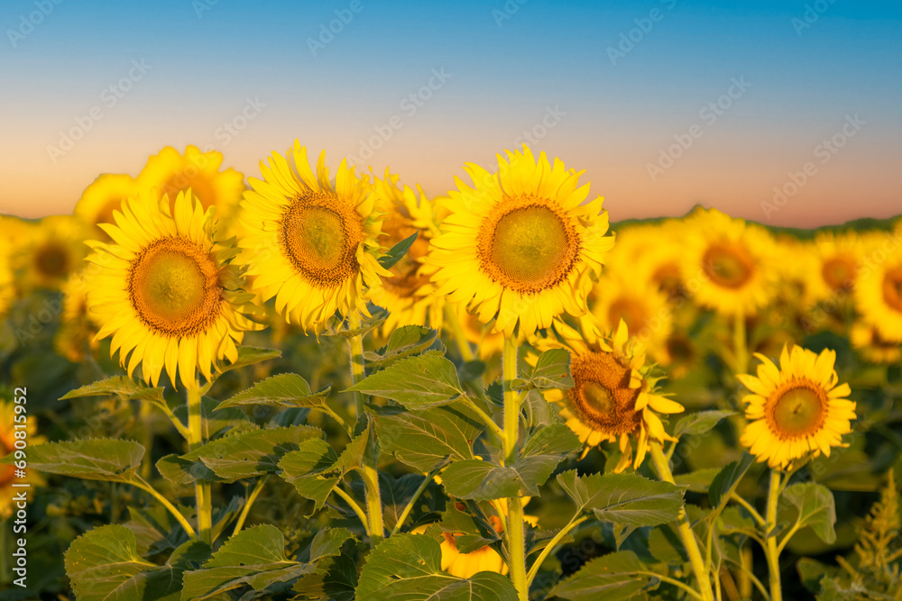 Sunflowers at khao chin lae in sunlight with winter sky and white ...