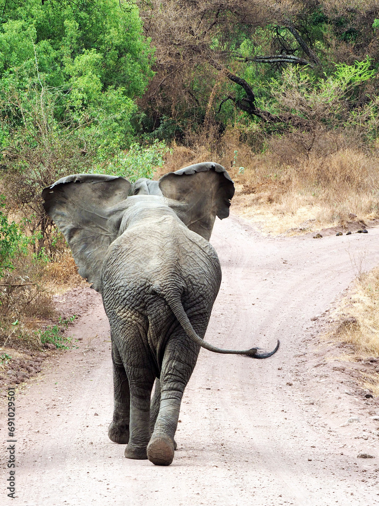 Vertical photograph of baby elephant running on the sand road through ...