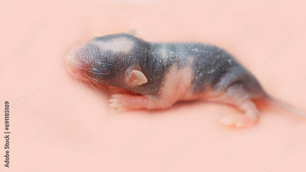 5th day of life satin mouse. Gentle, small blind and hairless mouse ...