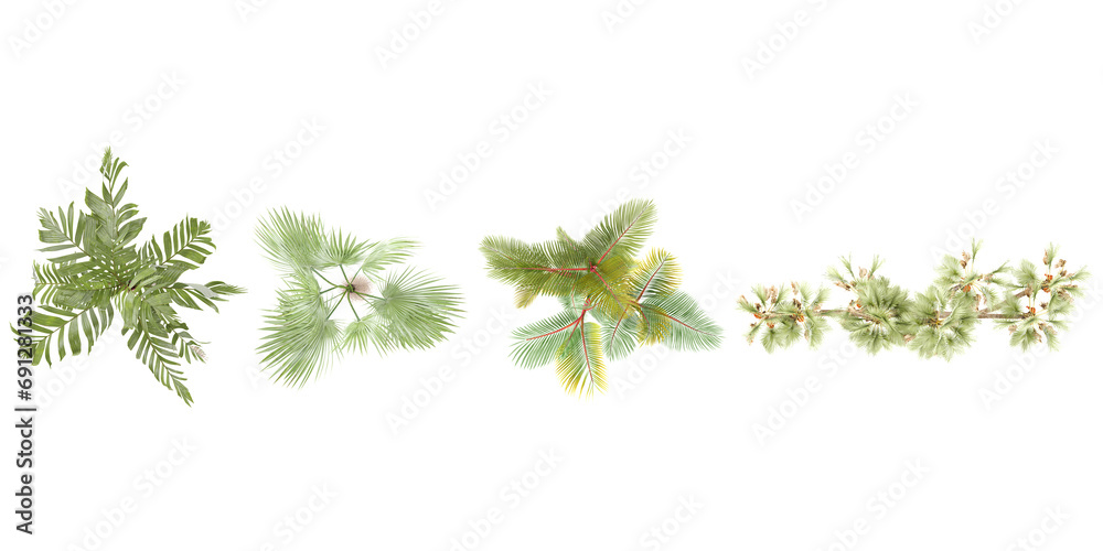 Areca vestiaria,Zombia antillarum,Hyphaene thebaica,Cyrtostachys renda ...