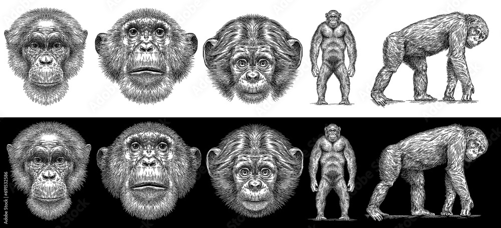 Vintage engraving isolated chimpanzee set illustration chimp ink sketch ...