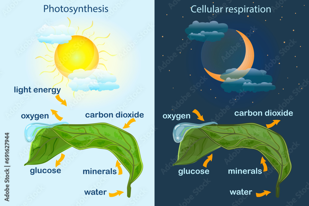 Photosynthesis diagram. Process of plant produce oxygen. Photosynthesis ...
