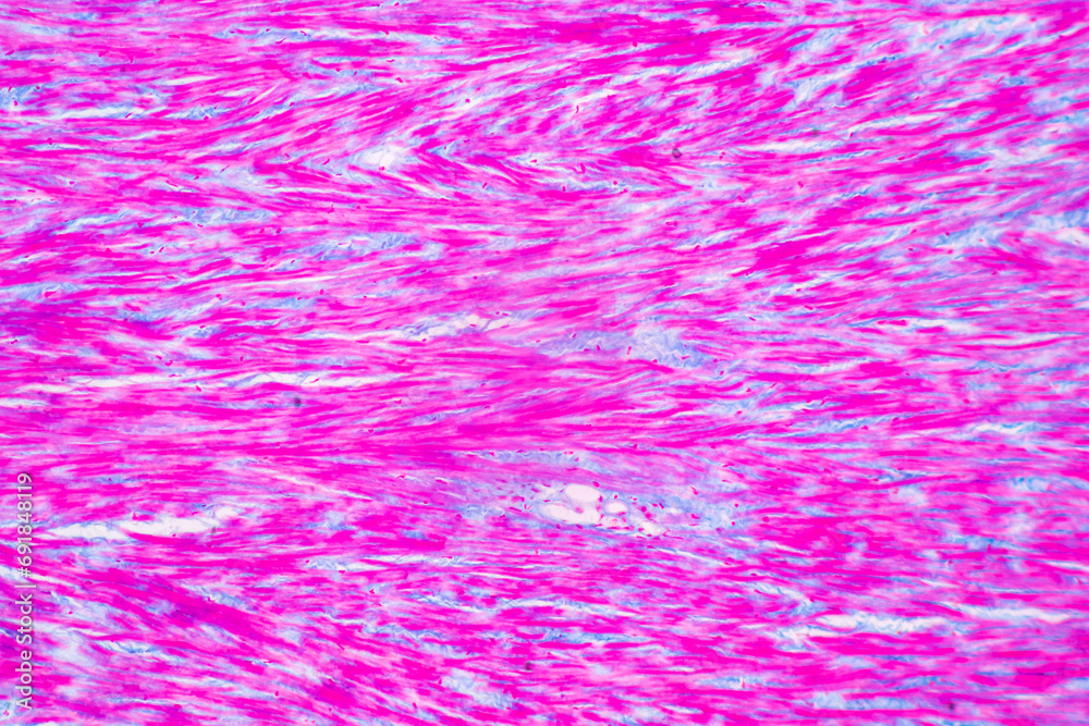 ภาพถ่าย Stock Anatomy and Histological Rea Bone marrow Human, Hyaline ...