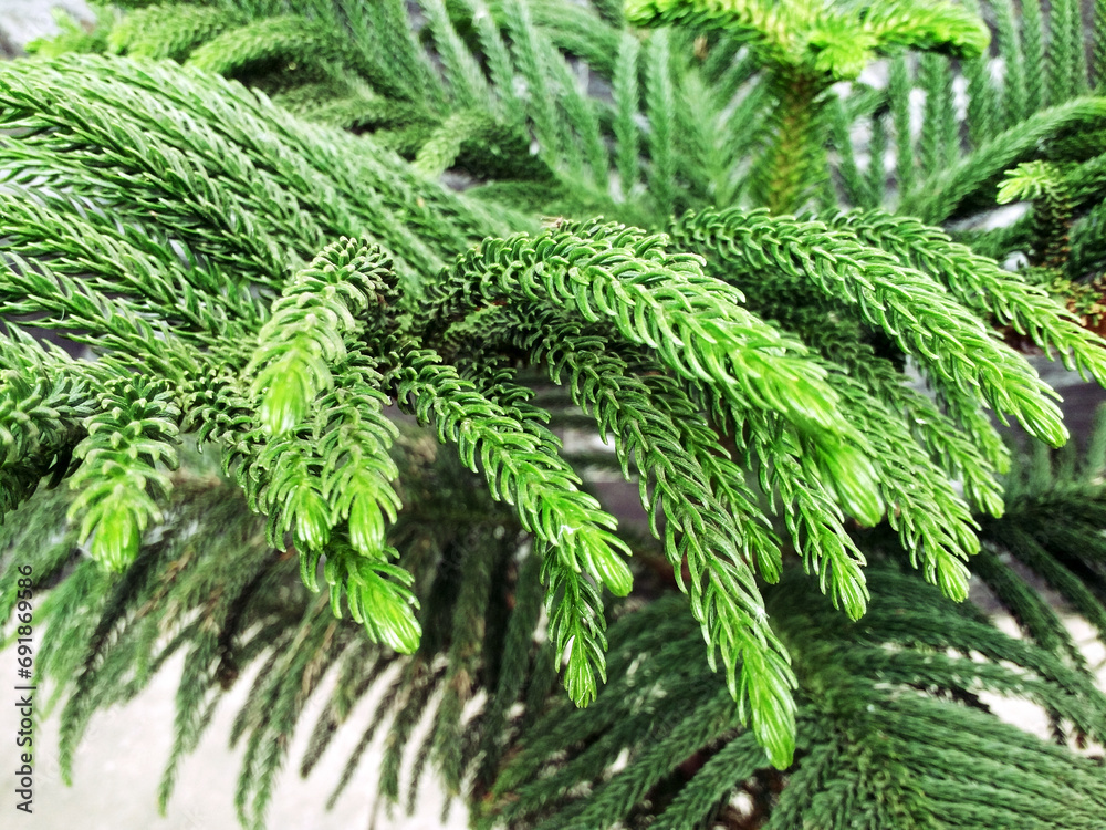 Photo Stock Beautiful green leaves of Araucaria cookii or Araucaria ...