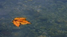 Gold Autumn Leaf Floating In Stream Free Stock Photo - Public Domain ...