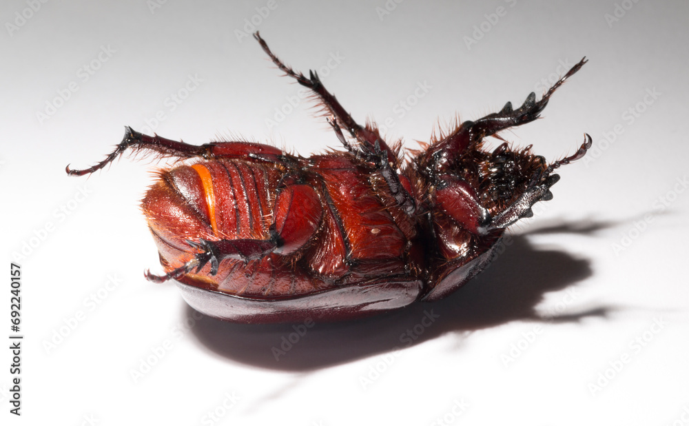European rhinoceros beetle (Oryctes nasicornis) is a large flying ...