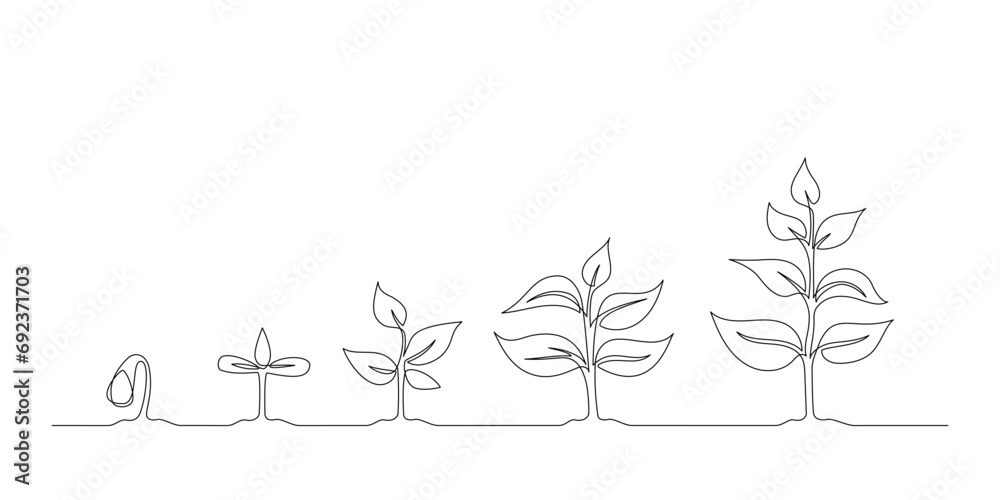 Continuous line drawing of Phases plant growing. Seedling gardening ...