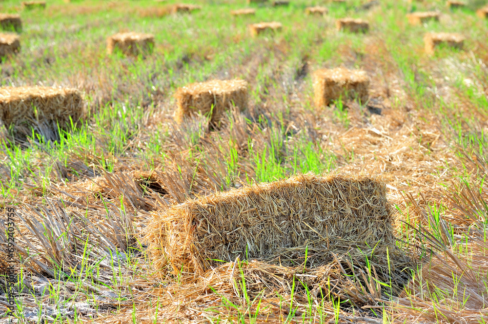 Piled stacks of dry straw collected for animal feed. Mowed dry grass in ...