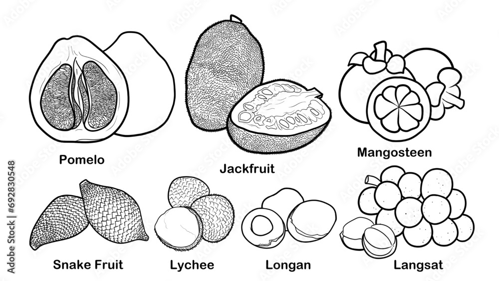Hand Draw Doodles Asian Fruit - Pomelo, Jackfruit, Mangosteen, Snake ...