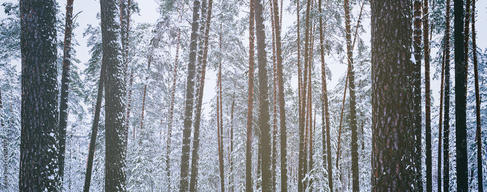 Snowfall in a pine forest on a winter cloudy day. Pine trunks covered ...
