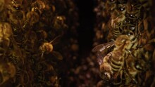 Inside The Bee Hive Free Stock Photo - Public Domain Pictures