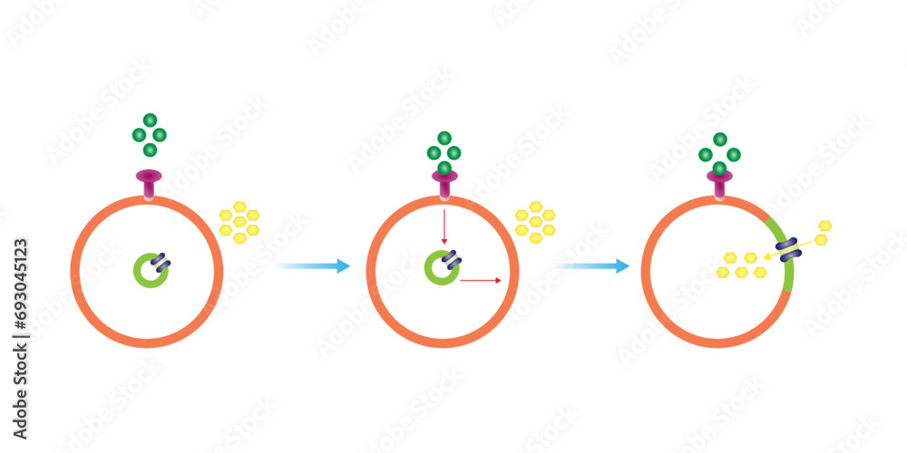 Insulin mechanism of action, regulates glucose metabolism and glucose ... Insulin mechanism of action, regulates glucose metabolism and glucose ...
