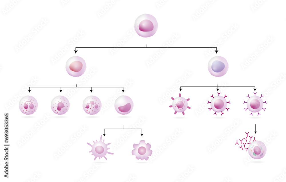 Cells of the innate and adaptive immune system, Hematopoiesis cell type scheme, stem cell, B and ...