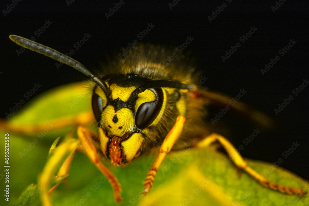 Macro view insect. The parasitic wasp red-banded sand bee is a species ...