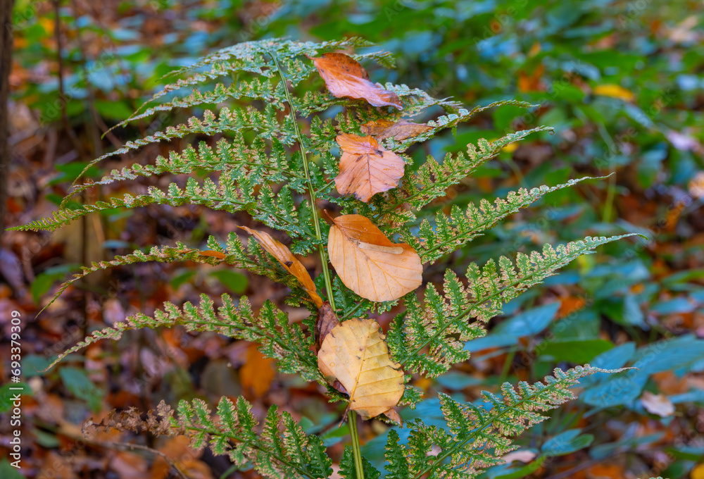 Temperate forest background concept theme of foliage with bracken and ...