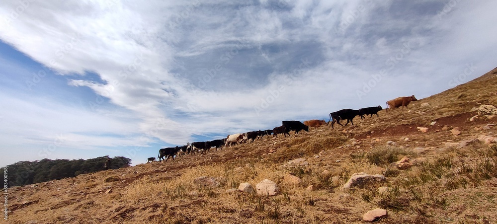 Tikjda, Djurdjura national park A herd of cows and bulls in the heights ...