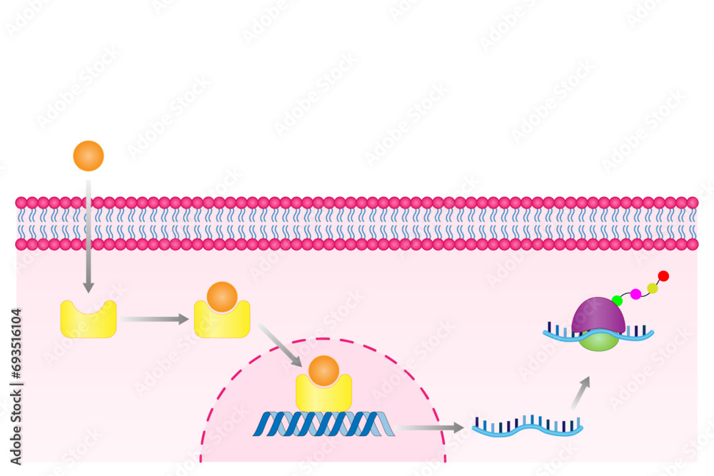Steroid hormones mechanism of action. Steroids Bind to an intracellular ...