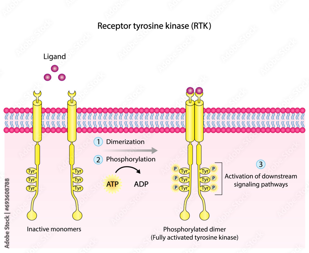 Image vectorielle Stock Tyrosine kinase receptor. Dimerization, phosphorylation, activation and ...