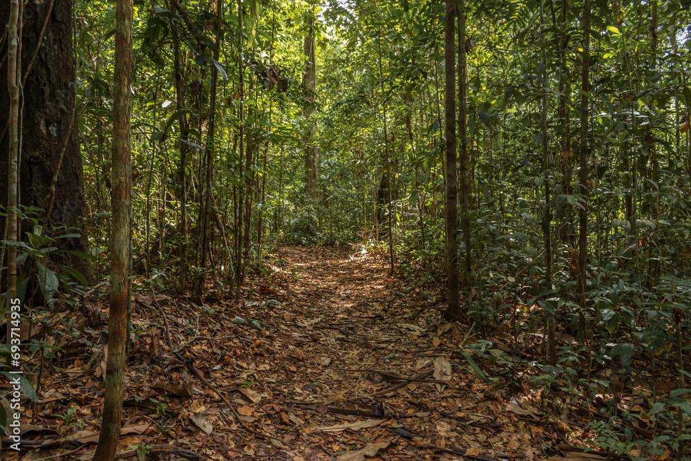 Rodal forest with white sand soil, a rare ecosystem characterized by ...