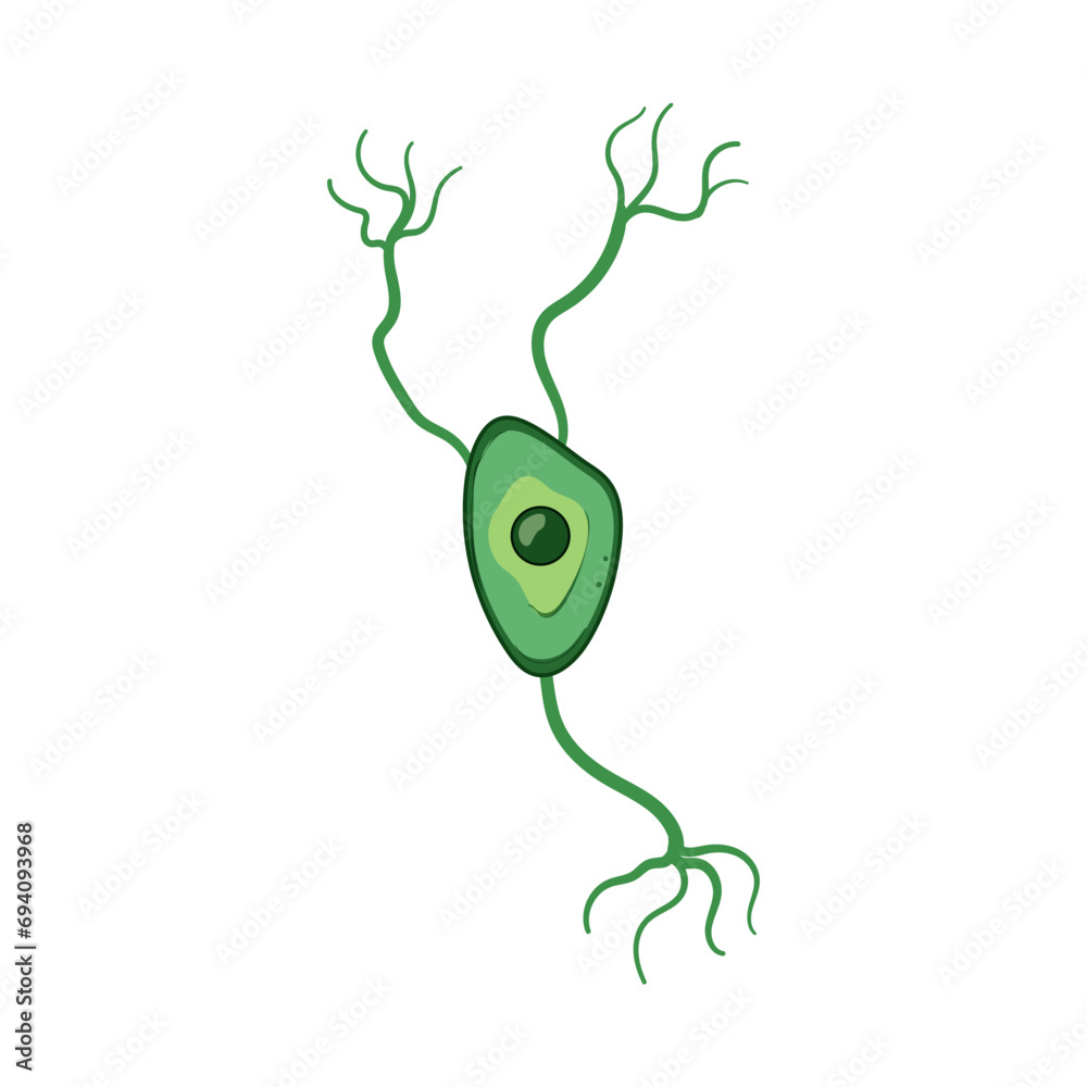 human neurons cartoon. anatomy diagram, myelin axon, neurology body ...