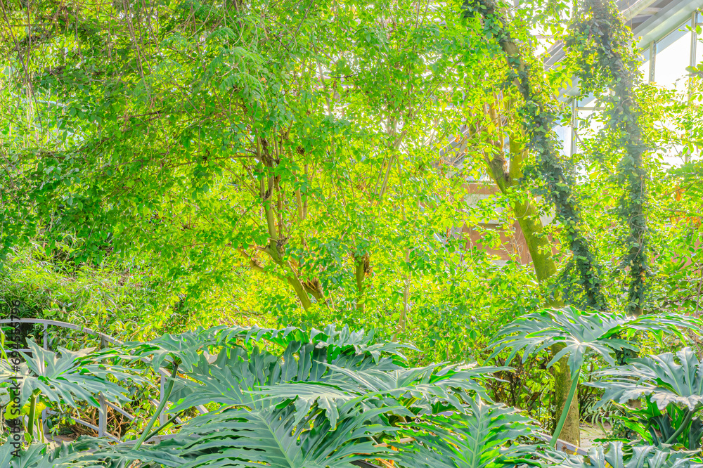 Green leaves philodendron selloum mature form in garden ...