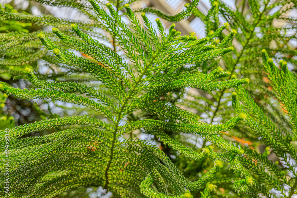 Araucaria heterophylla, green leaves background. It's also known as ...