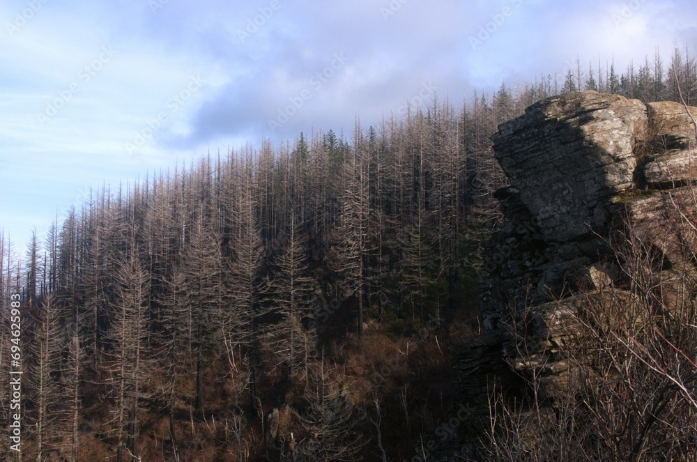 Forest of dead pine trees with massive rock fact in foreground, on an ...