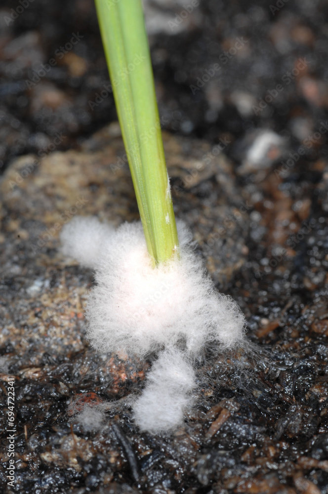 Schneeschimmel, Fusarium nivale, Fusarium spp., Wintergerstenkeimlinge ...