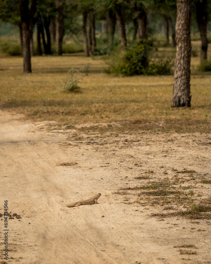 Spiny tailed lizard or Uromastyx coming out from burrow on a safari ...
