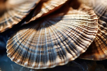 Seashell Collection Close-up Free Stock Photo - Public Domain Pictures