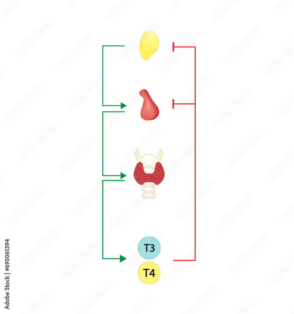 Image vectorielle Stock Feedback loop controlling thyroid hormone ...