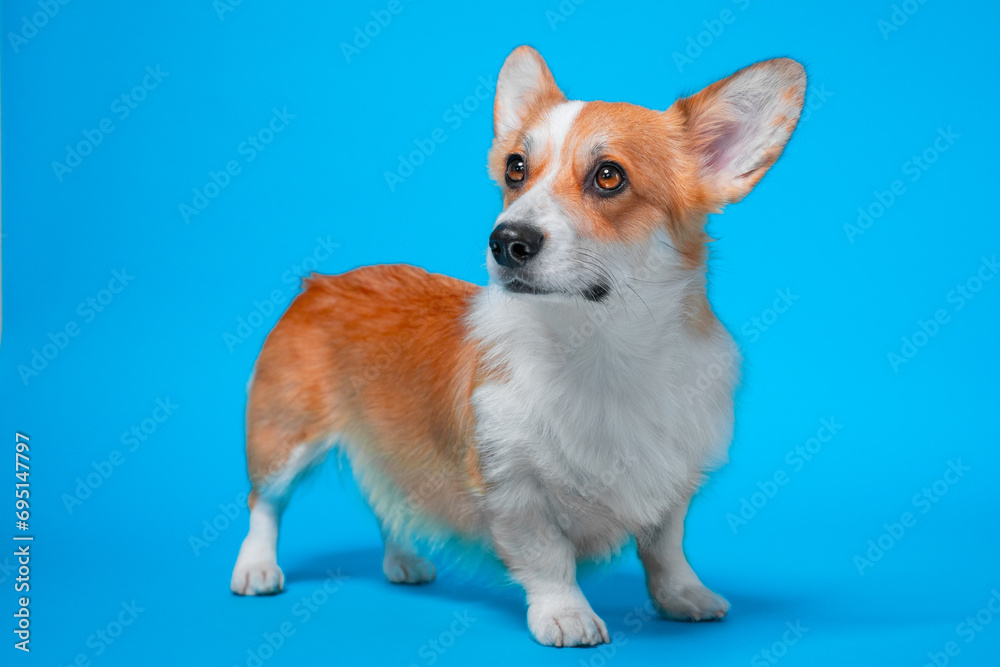Photo Stock Incredulous angry dog corgi stares intently Cheeky puppy ...