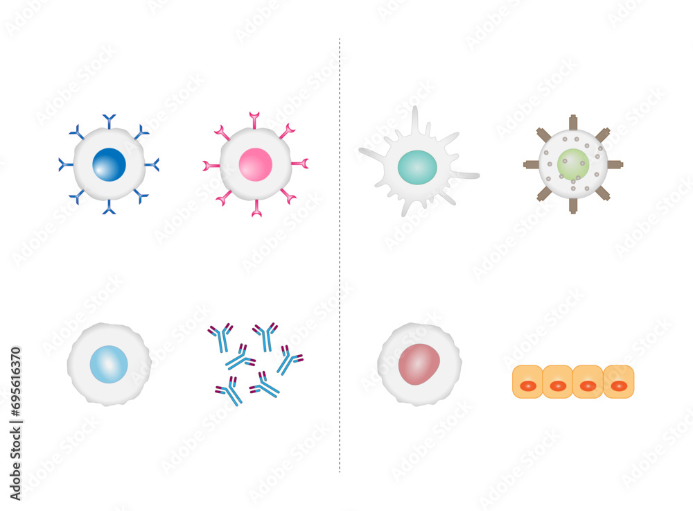 Innate immunity: Dendritic, Macrophage, Epithelial, and Natural killer cells. Adaptive immunity ...