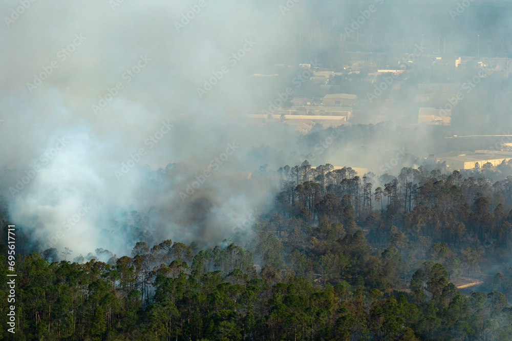 Huge wildfire burning severely in Florida jungle woods. Hot flames in ...