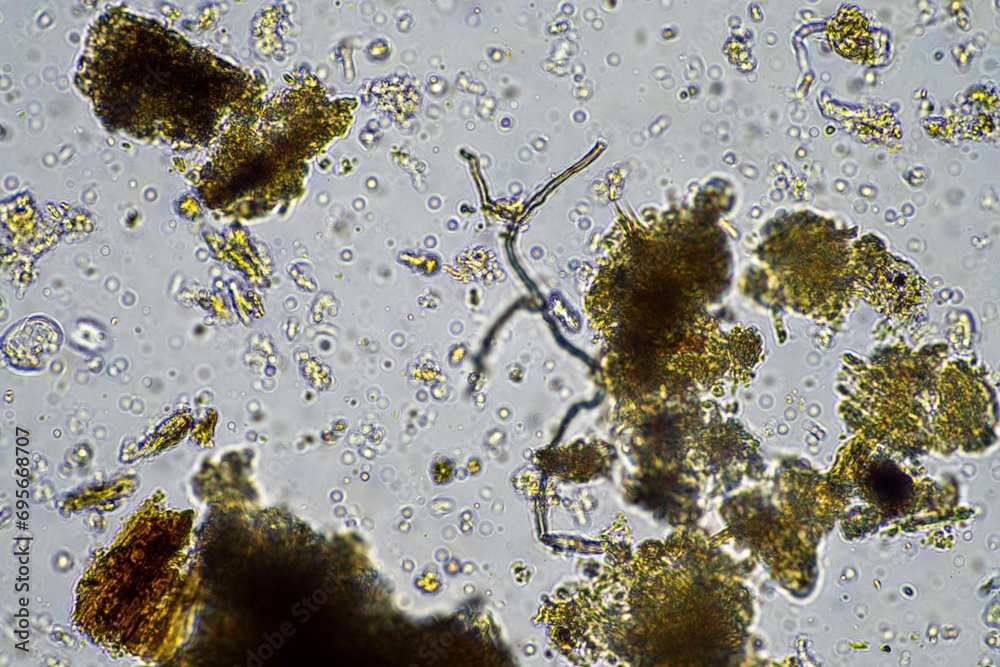 soil microorganism under the microscope recycling nutrients in a ...
