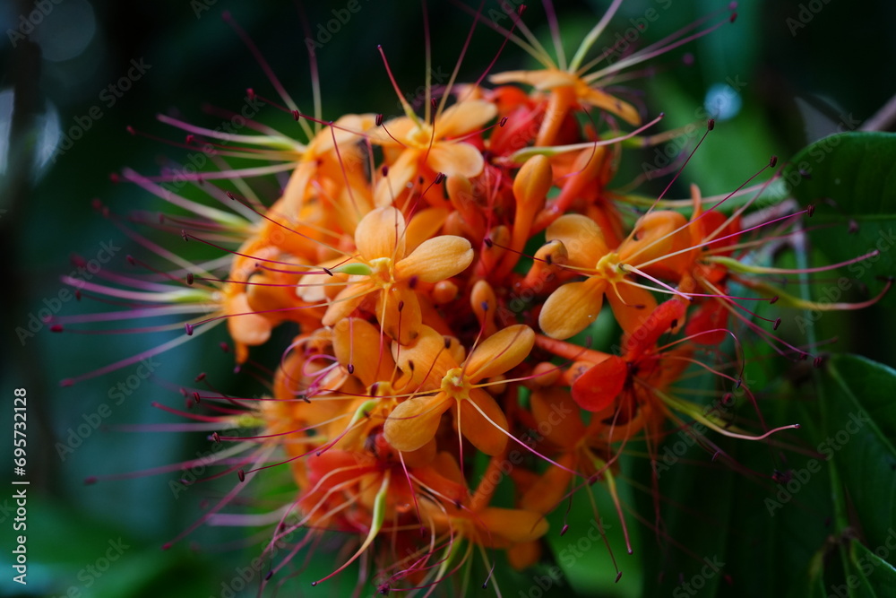The state flower of Odisha, a state in eastern India, is the Ashoka ...