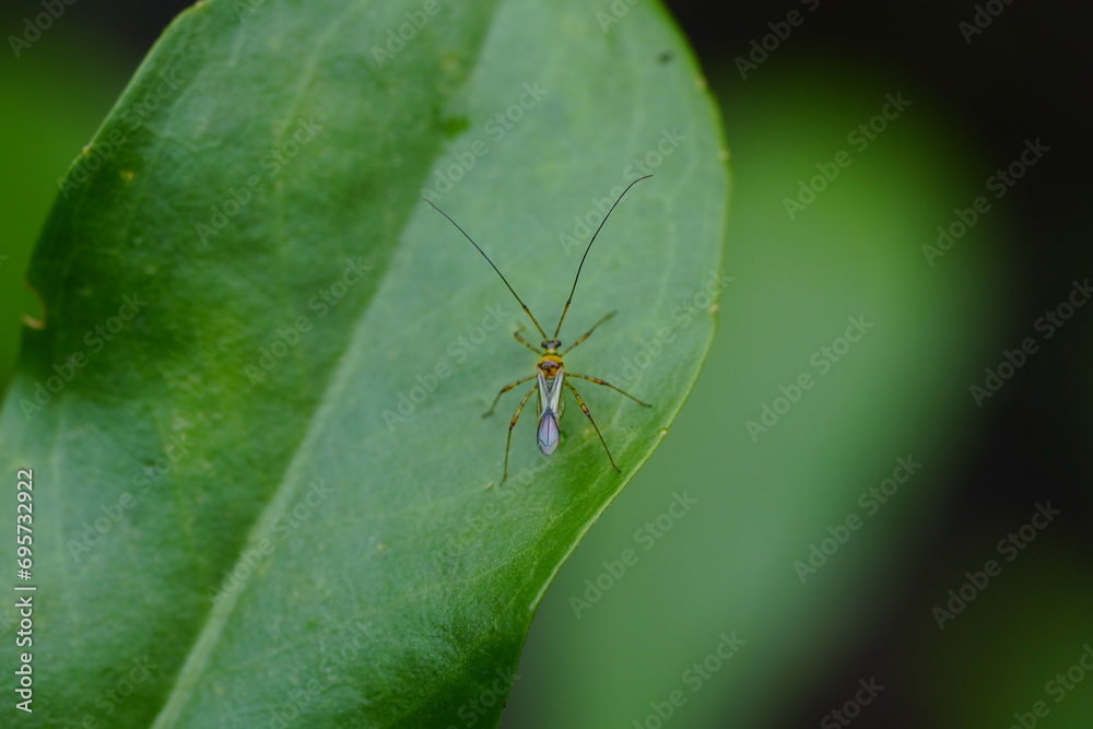 Helopeltis fasciaticollis is a species of true bug belonging to the ...