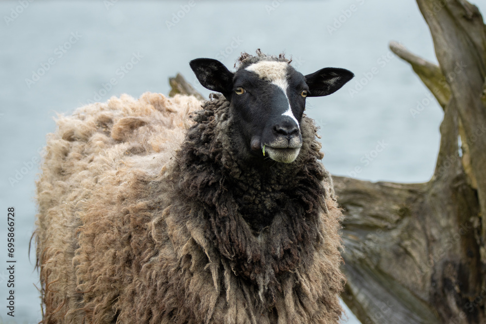 Romanov sheep breed looks into a camera. Close-up portrait of Romanov ...