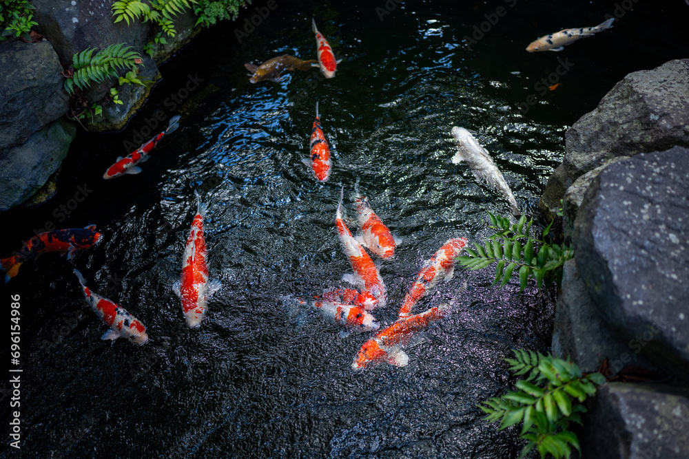 large koi fish in a pond at a local temple in tokyo japan Stock Photo ...