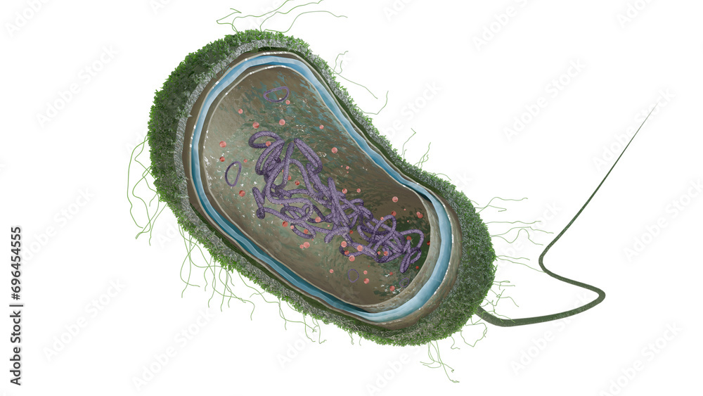 schematic structure of the rod-shape gram negative bacteria, 3D ...