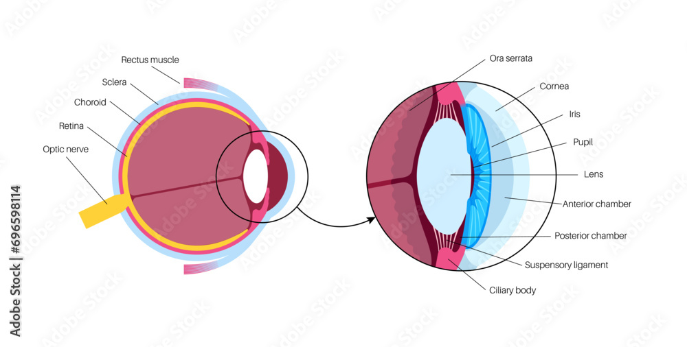 Eye anatomy poster Stock Vector | Adobe Stock