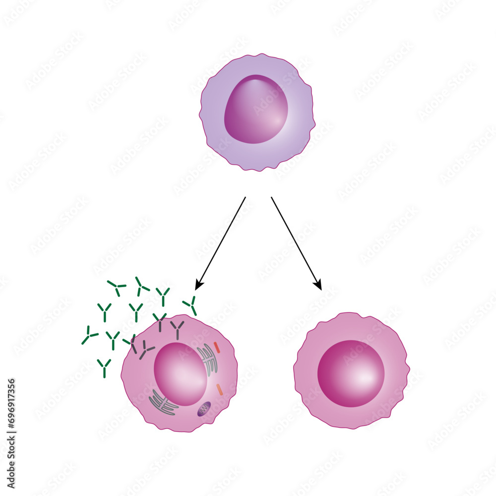 B-cell leukocytes. Plasma cell and memory B cell. b cell ...